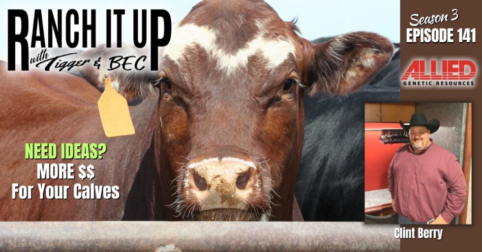 Idea’s On How To Get The Most For Your Calves! - Ranch It Up Radio Show