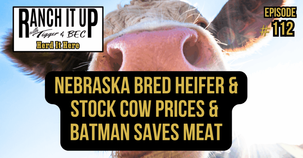 Nebraska Bred Heifer & Stock Cow Prices & Bat Man Saves Meat - Ranch It ...