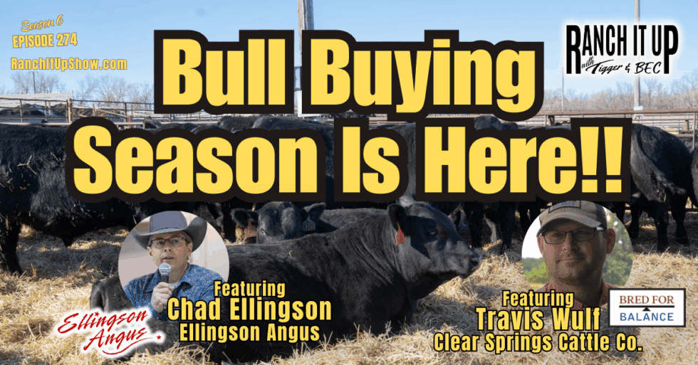 What Has To Hit Your Checklist This Bull Buying Season - Ranch It Up ...